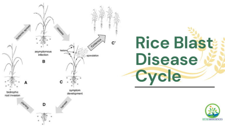 Rice Blast Disease: Symptoms, Signs, Disease Cycle and Management